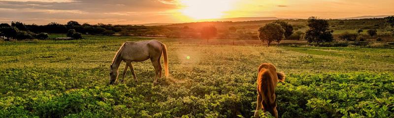 Agricultural Products and Equipment Online | Tom Grady Rural Merchandise