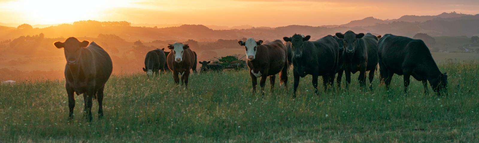 Contact, Tom Grady Rural Merchandise