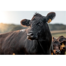 VACCINE - PESTIGARD 250ML ZOETIS 10001709 from Tom Grady Rural Merchandise